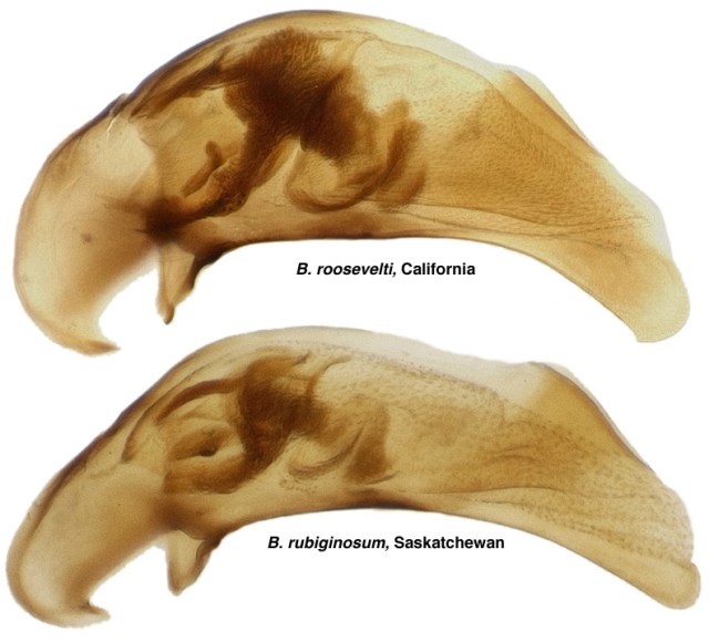 Morphological subtleties and the value of n > 1 | The Subulate Palpomere
